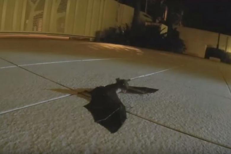 Rare video footage of Acres rescuers reuniting lost baby bat with its ...