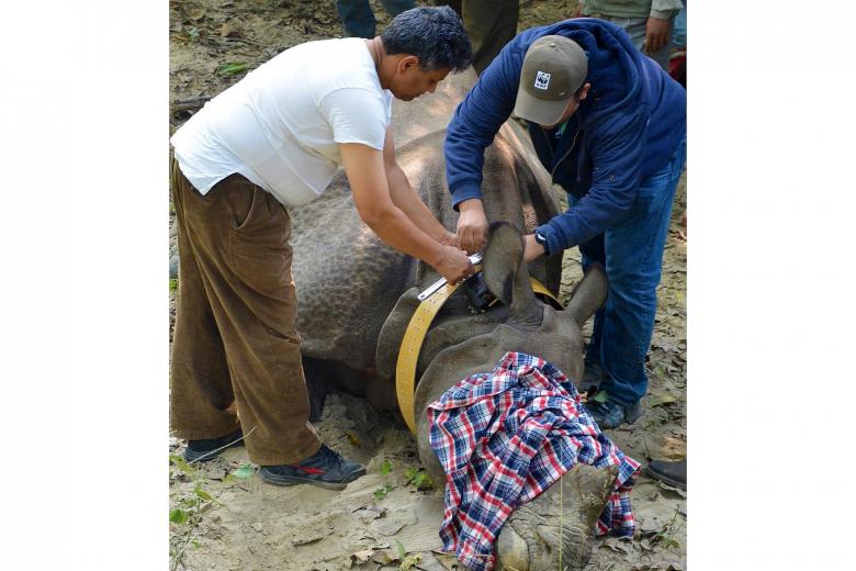 Rampant poaching devastating for Asia | The Straits Times