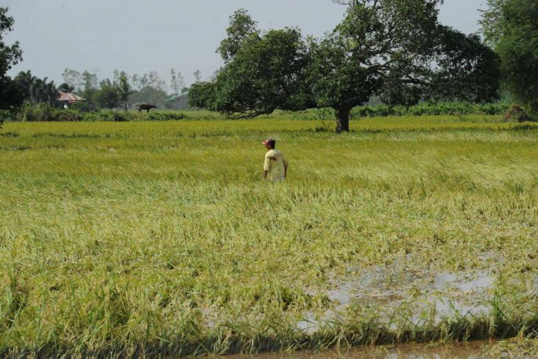 Damage to farms and crops hampers typhoon recovery in Philippines | The ...