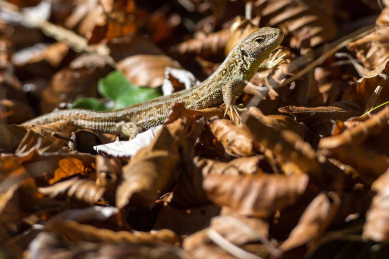 European lizards may 'disappear' in warming world: study | The Straits ...
