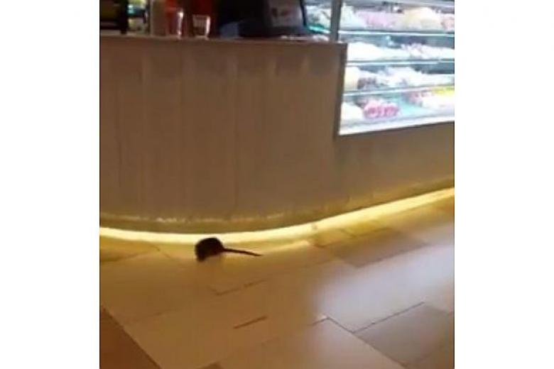 Bedok Mall steps up rodent checks after video shows rat scurrying among ...