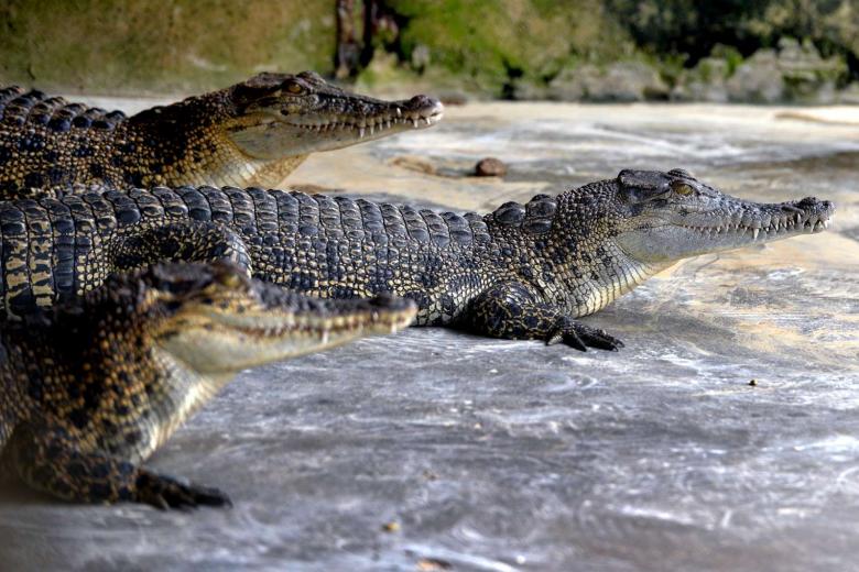 Indonesia plans crocodile-guarded prison island for drug convicts | The ...