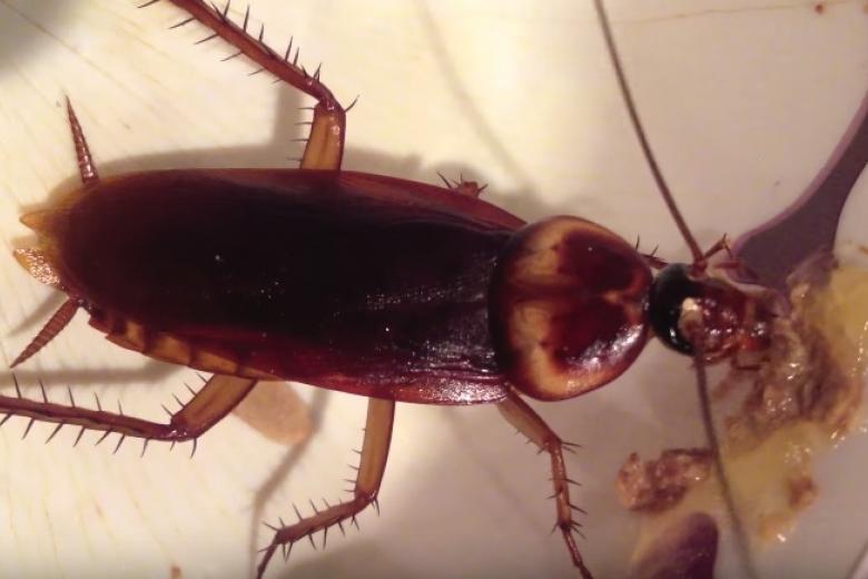 Cockroach's bite packs 50x more power than body weight | The Straits Times
