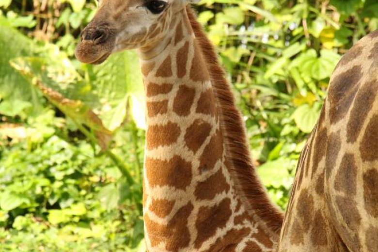 Singapore Zoo welcomes its first baby giraffe in 28 years | The Straits ...