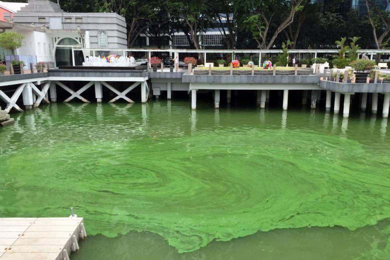 Algae turns Marina Bay waters green; sun and rain may have caused bloom ...