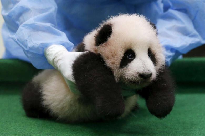 Panda cub born in Malaysian zoo makes public debut three months after ...