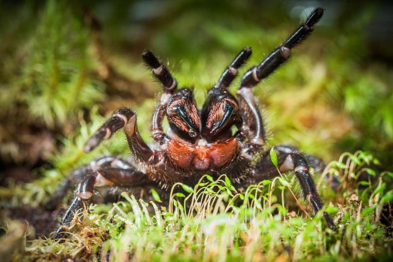 Aussie police rush to scene of killing, find dead spider | The Straits ...
