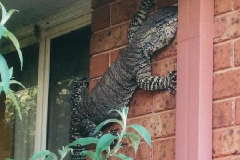 Australian man finds giant 1.5m-long monitor lizard in his backyard ...