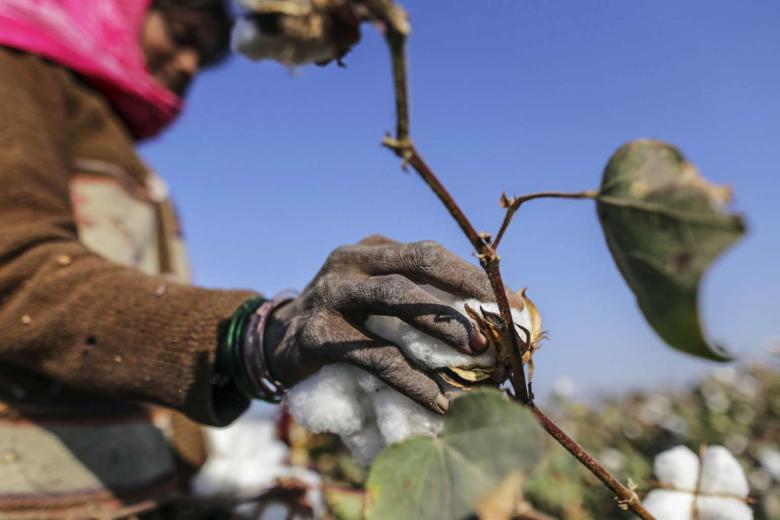 In Pictures: Cotton bloom in India | The Straits Times