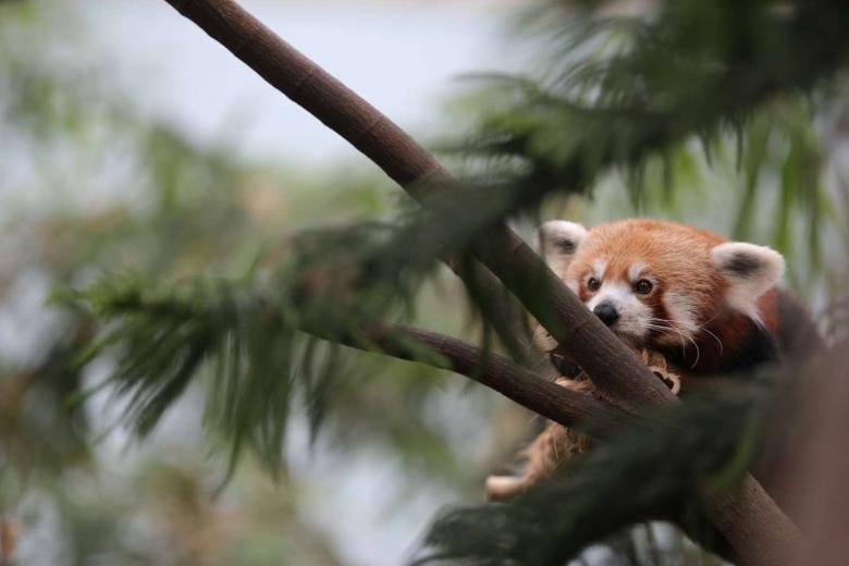Japan zoo recovers missing red panda after frantic search | The Straits ...