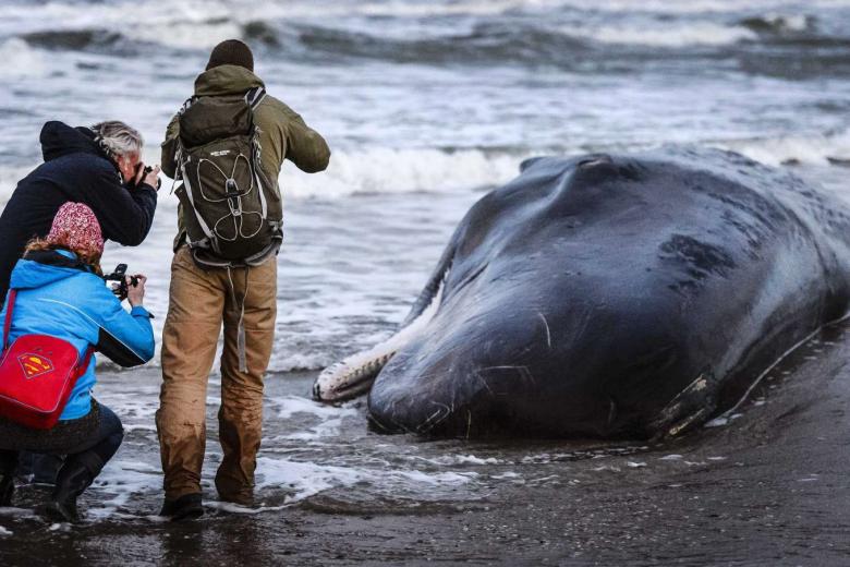 5 sperm whales stranded on Dutch beach die | The Straits Times