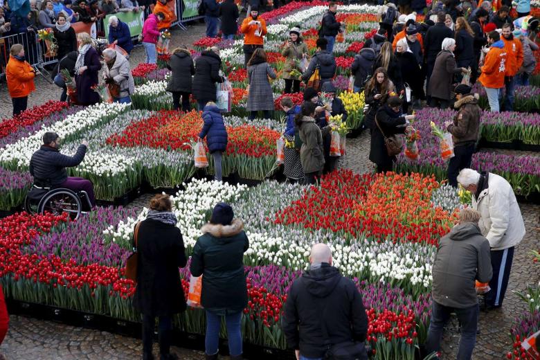 In Pictures: Tulip season begins in The Netherlands | The Straits Times