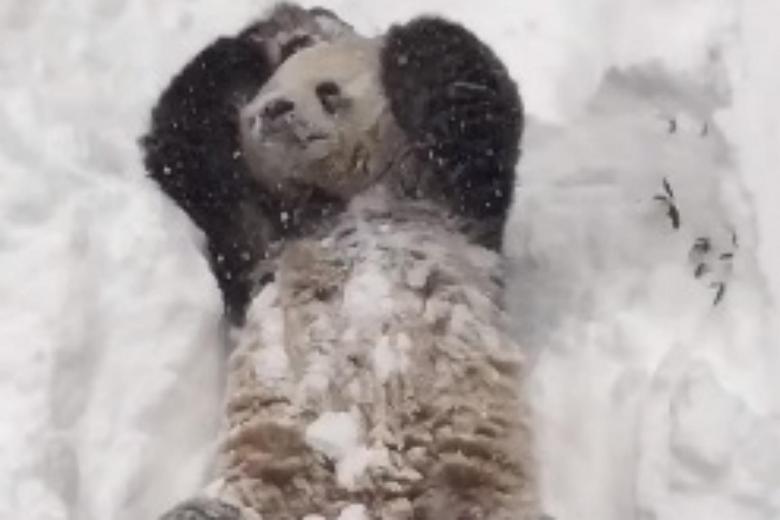 Video of giant panda frolicking in snow goes viral | The Straits Times