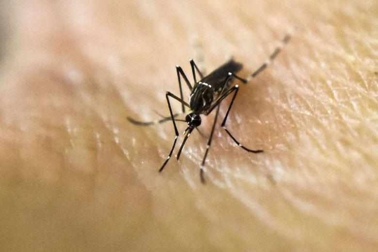 MOH, NEA introduce measures to enhance surveillance of Zika virus | The ...