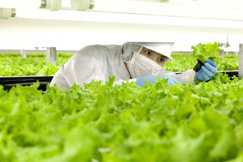 World's first 'robot run' farm to open in Japan | The Straits Times