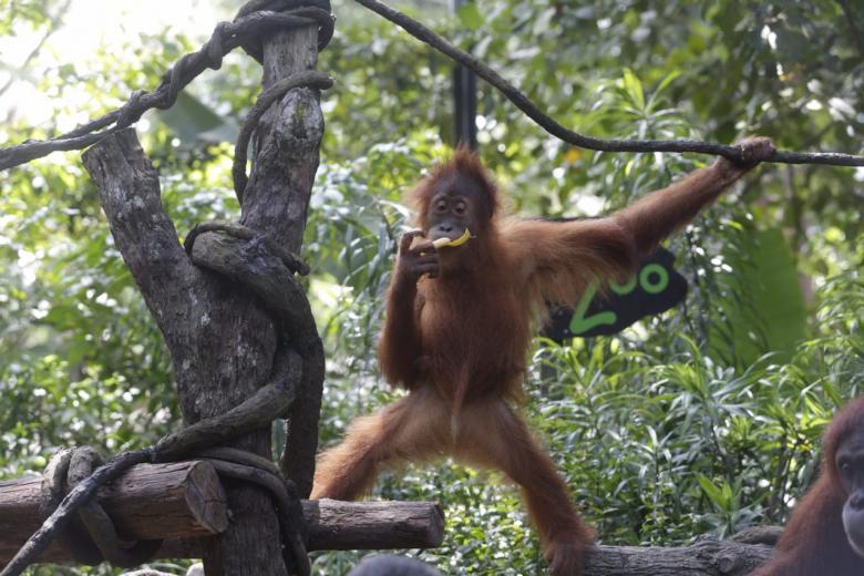 Granddaughter of late Ah Meng named the new face of Singapore Zoo | The ...