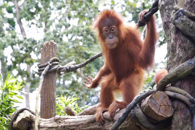 Granddaughter of late Ah Meng named the new face of Singapore Zoo | The ...