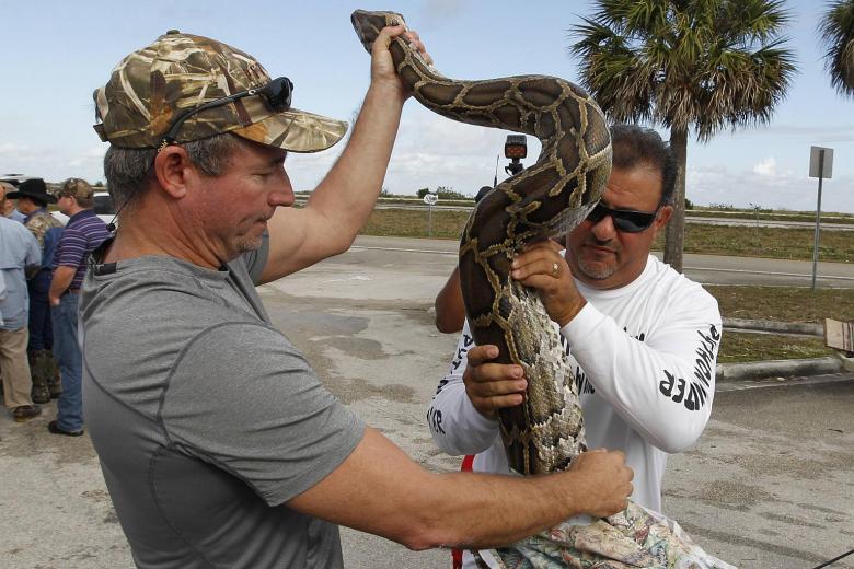 Snake hunters in Florida bag 106 pythons in Python Challenge, including ...