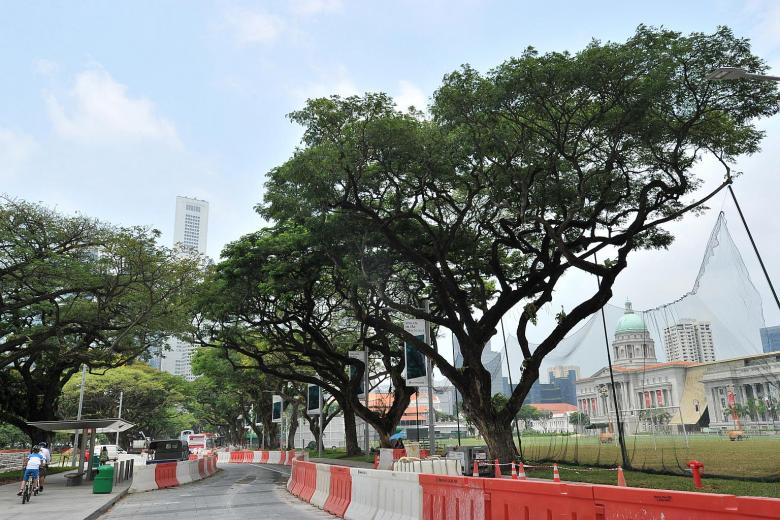 New avenue of 22 heritage rain trees unveiled as part of upcoming civic ...