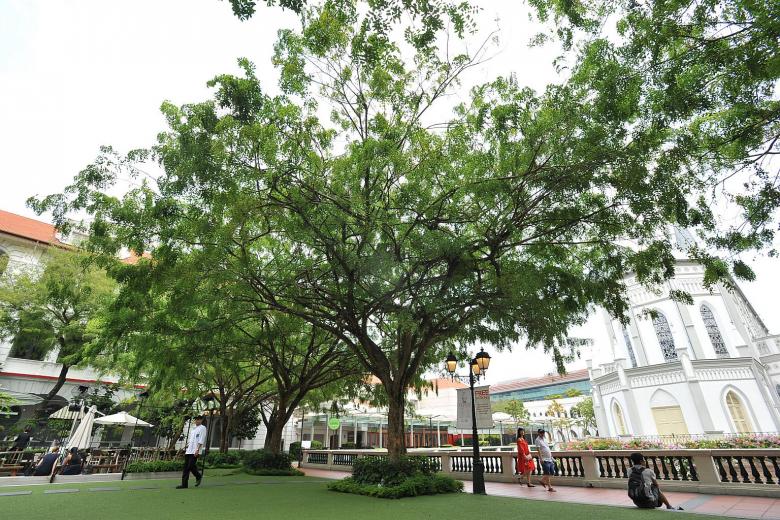 New avenue of 22 heritage rain trees unveiled as part of upcoming civic ...