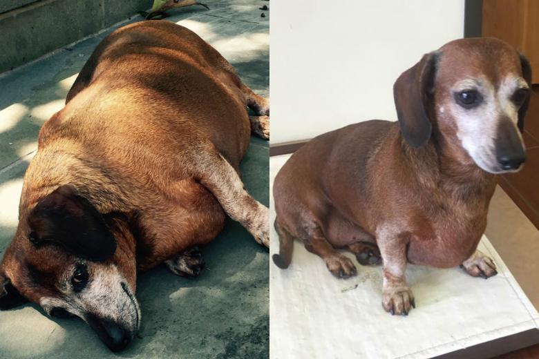 Obese dog in US sheds half his weight for second chance at adoption ...