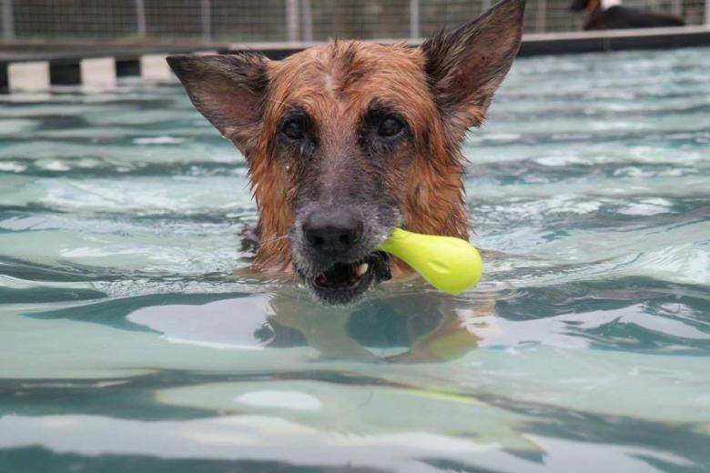 Sirius, one of Singapore's first cadaver detector police dogs, given a ...