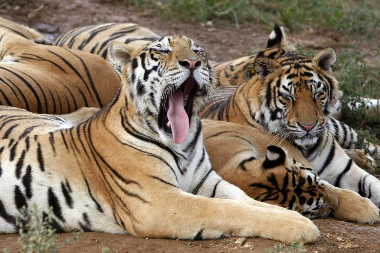 World tiger count rises for first time in 100 years | The Straits Times