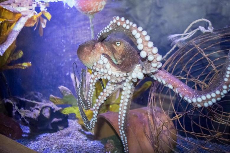 Inky the octopus makes great escape from New Zealand aquarium | The ...