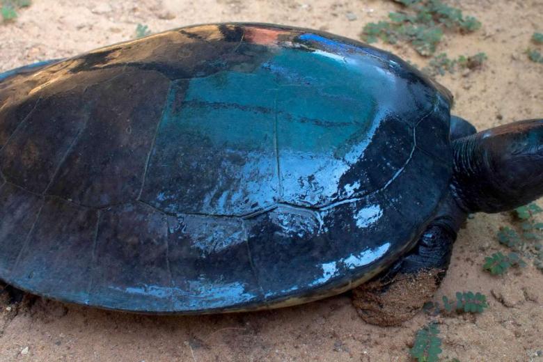 Cambodia's last Royal Turtles on verge of extinction | The Straits Times