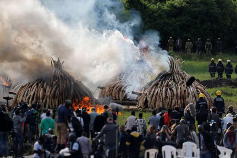 Kenya lights world's biggest ivory bonfire | The Straits Times