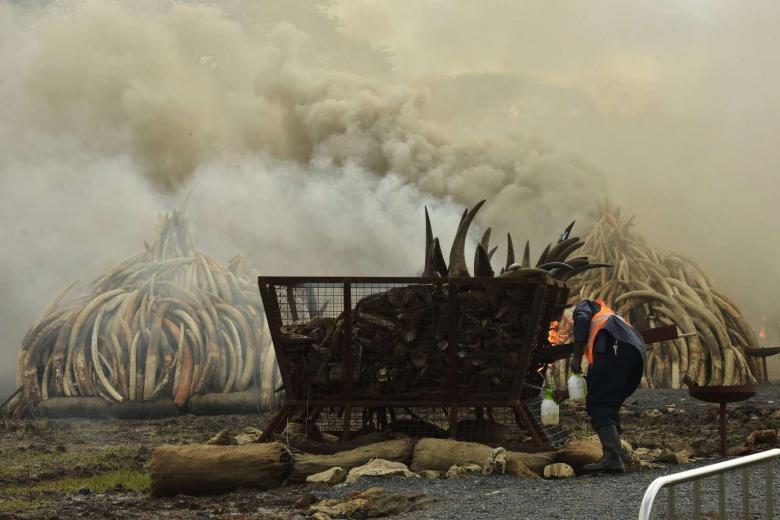 Kenya lights world's biggest ivory bonfire | The Straits Times