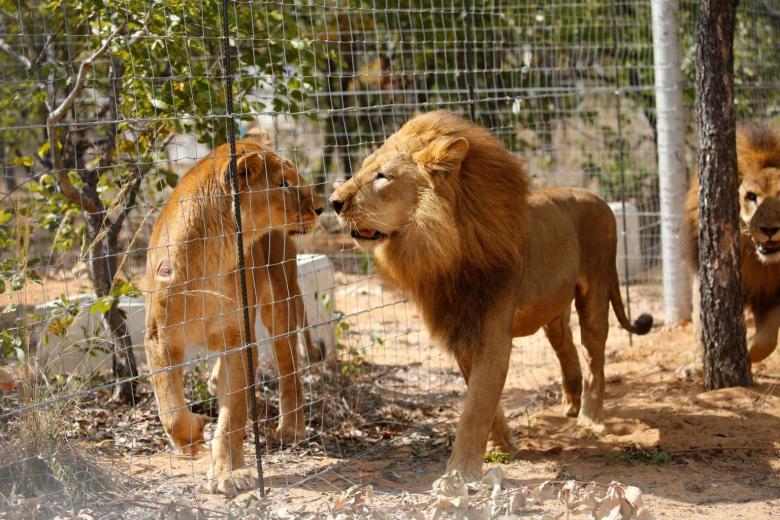 Rescued circus lions take first steps on African veld | The Straits Times