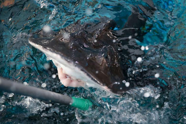 S.E.A. Aquarium successfully breeds shark ray pup, a vulnerable species ...