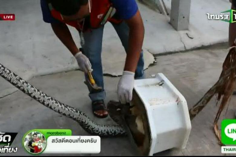 Thai man attacked by python found in home toilet | The Straits Times