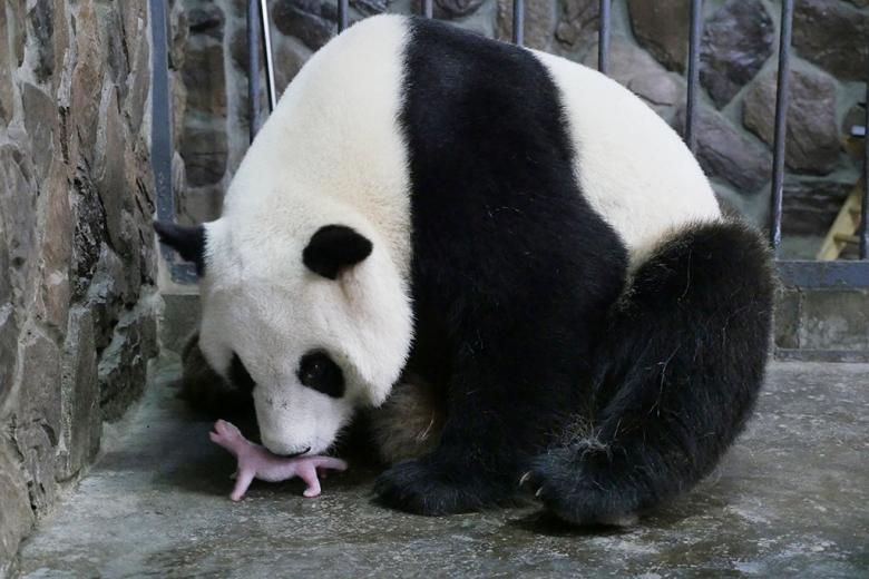 Giant panda may shed 'endangered' status as numbers increase: Report ...