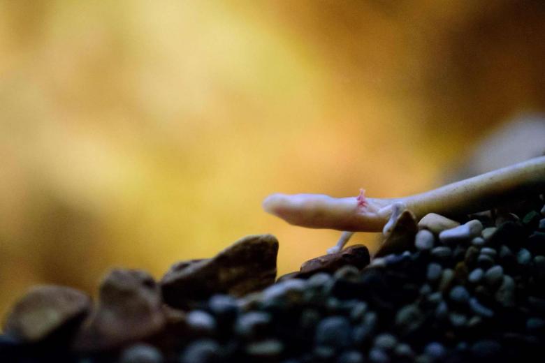 'Baby dragons' hatch in Slovenia: 7 things about the enigmatic olm ...