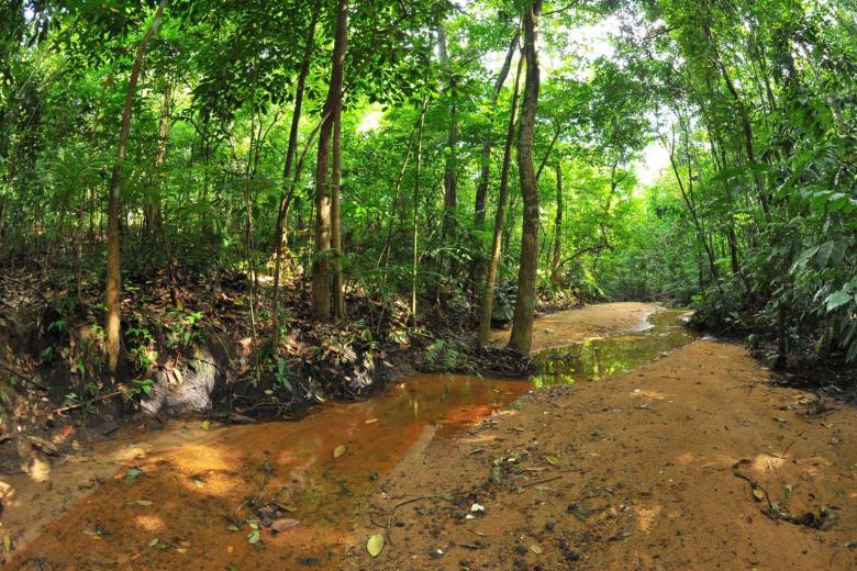 Two green plots to be kept in 30ha secondary forest in Lentor earmarked ...