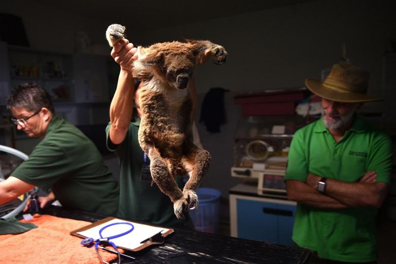 'Death by a thousand cuts': Australia's beloved koala dying out | The ...