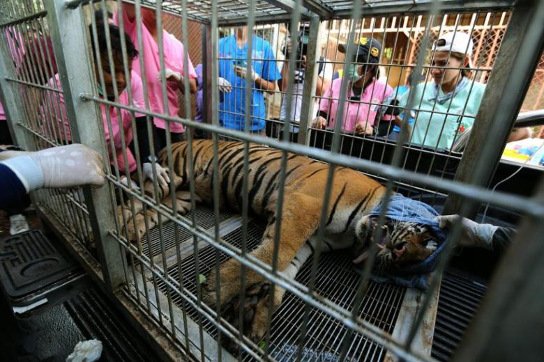 Tourism industry complicit in Thailand's Tiger Temple horror | The ...