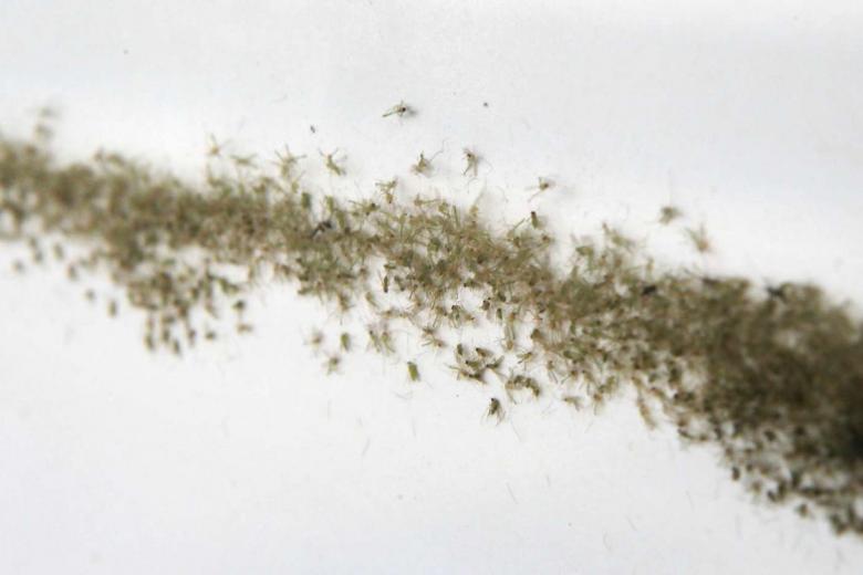 Increase in midges in Bedok Reservoir due to recent hot and wet weather ...