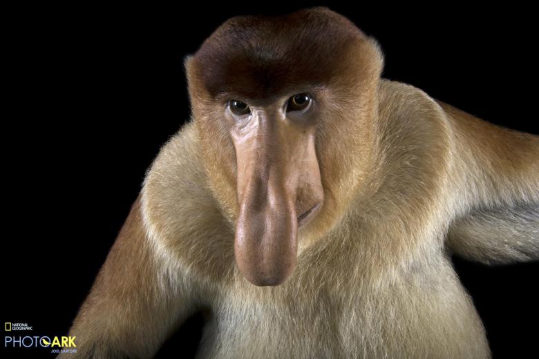 Endangered proboscis monkey immortalised in project to raise awareness ...