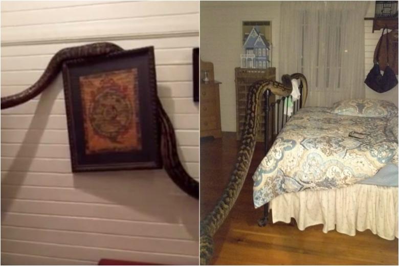 Australian woman wakes up to 5m-long python in bedroom | The Straits Times