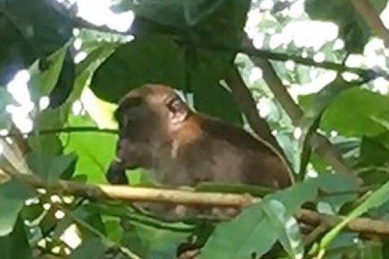 UK sanctuary gets 2,800 signatures for petition for SG monkey to move ...