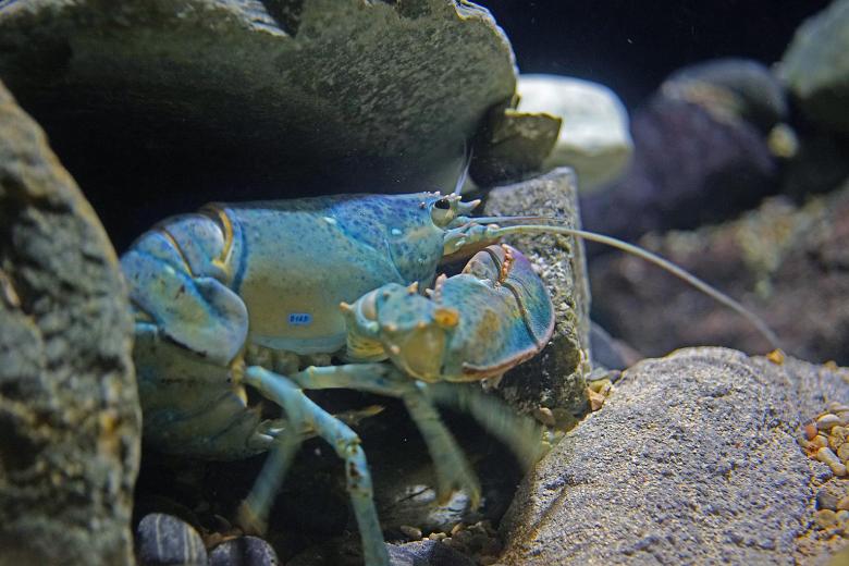 Rare blue lobster on show for Tropical Seafest at Resorts World Sentosa ...