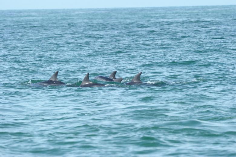 Dolphin carcass found at East Coast Park: Other sightings of the ...