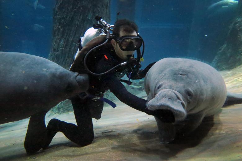 Two River Safari manatees headed to Caribbean for breeding programme ...
