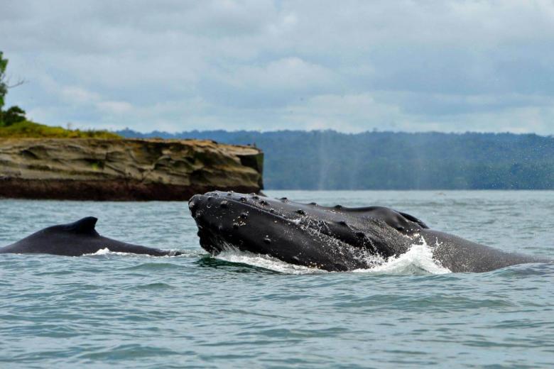 US lifts protection for most humpback whales | The Straits Times