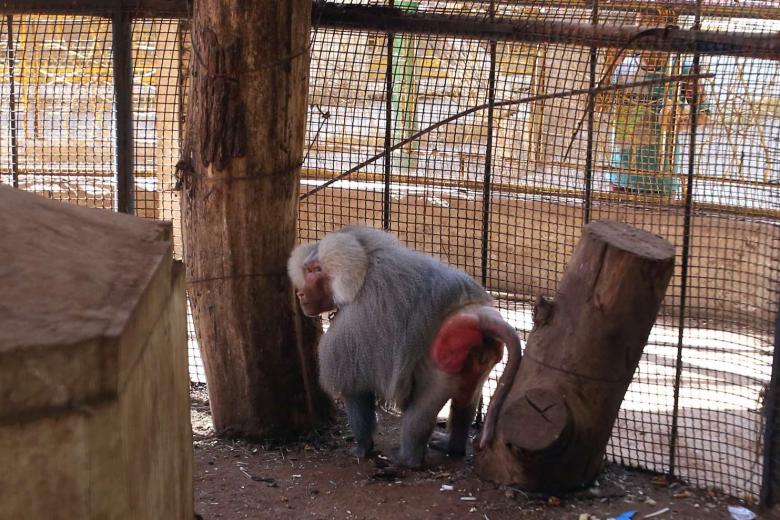 In Syria's war-torn city of Aleppo, 'Happy' the monkey is zoo's last ...
