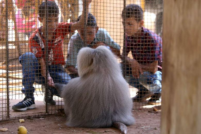 In Syria's war-torn city of Aleppo, 'Happy' the monkey is zoo's last ...