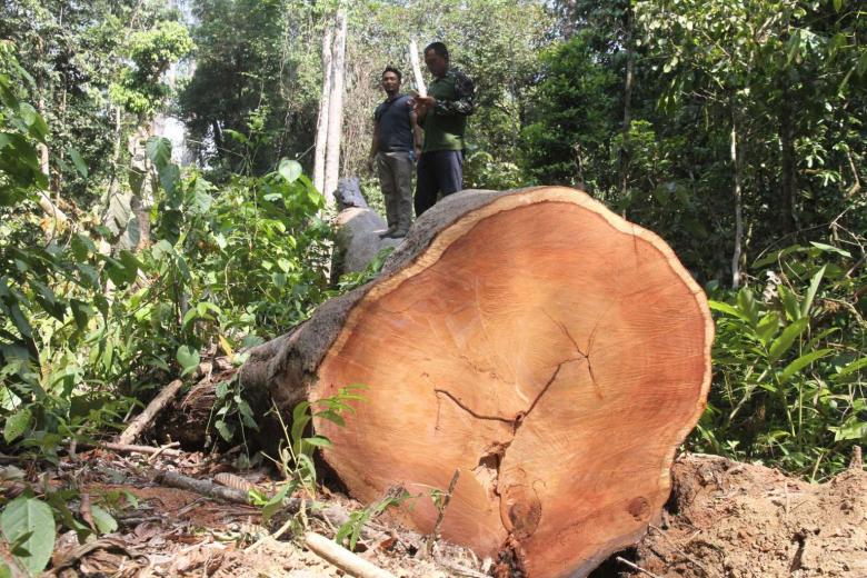 Indonesia, EU, announce historic deal on timber trade | The Straits Times